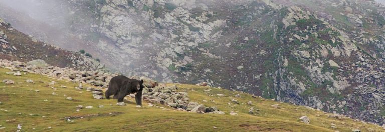 Asiatic Black Bear, Balochistan Black Bear – Wildlife of Pakistan